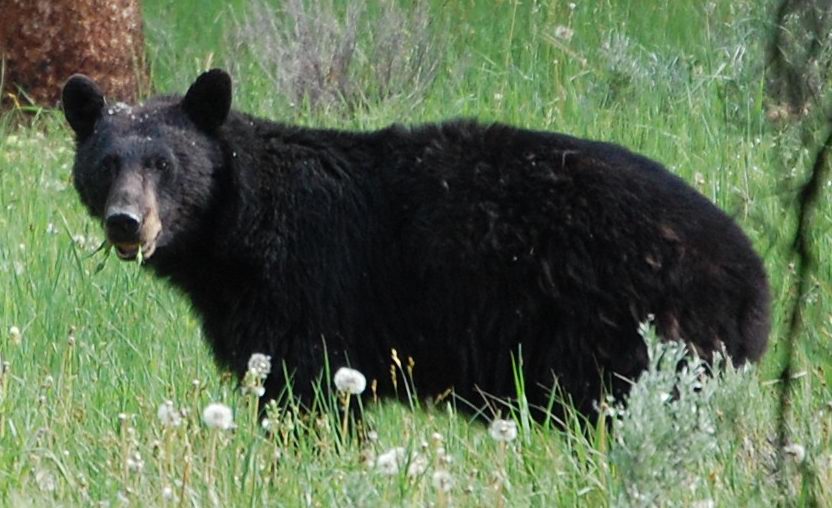 The Excited Chatter Thread! - Page 4 - 2008 - BMWSportTouring