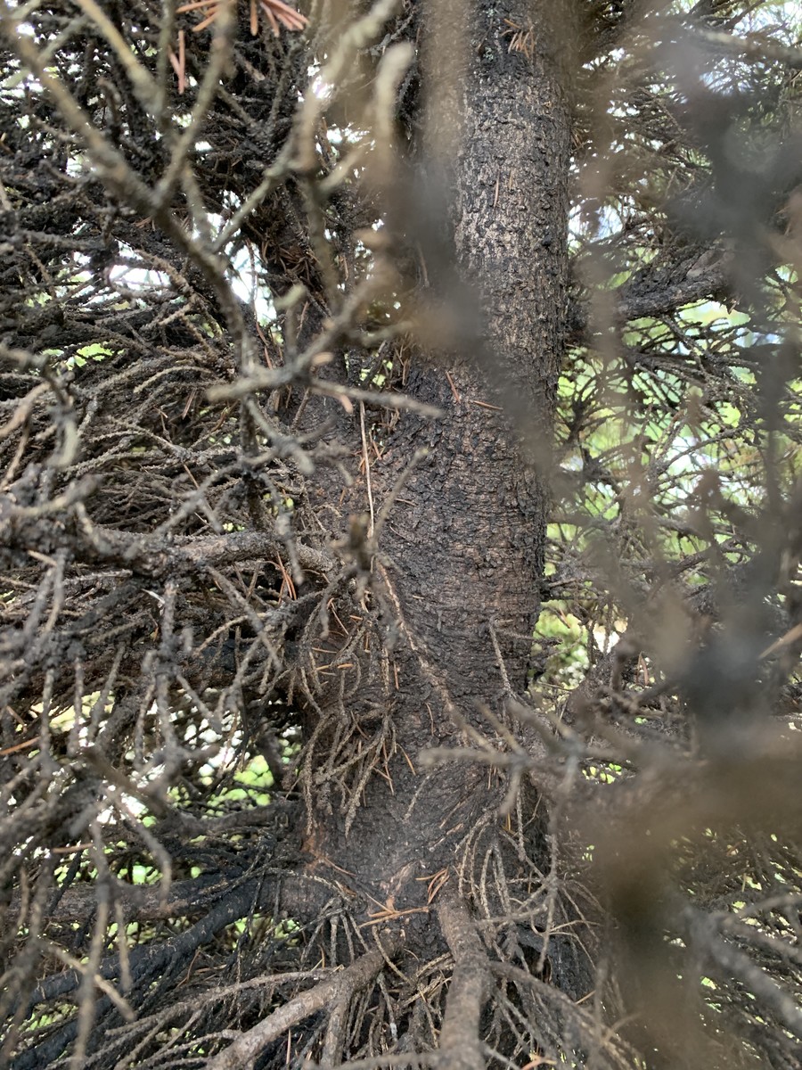 Hey Tree Guys - Riders Discuss Other Topics - BMWSportTouring