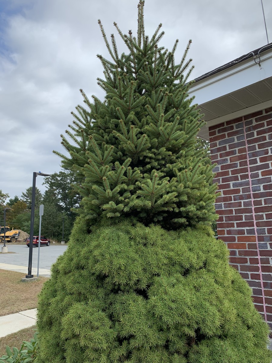 Hey Tree Guys - Riders Discuss Other Topics - BMWSportTouring